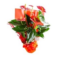 Anthurium Fever I Taze Çiçek