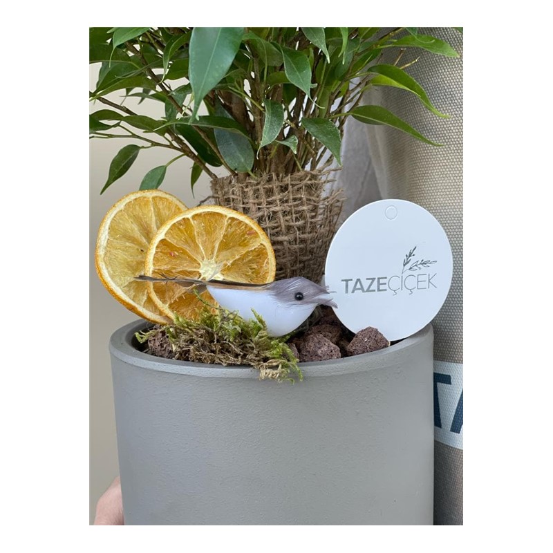 Benjamin Bonsai Bitkisi