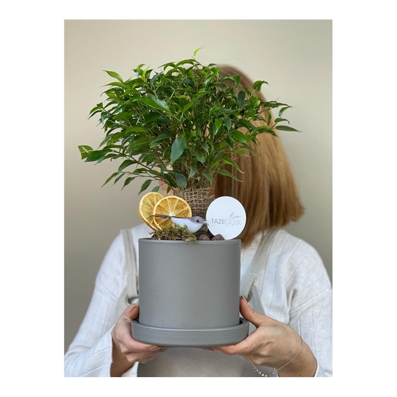 Benjamin Bonsai Bitkisi