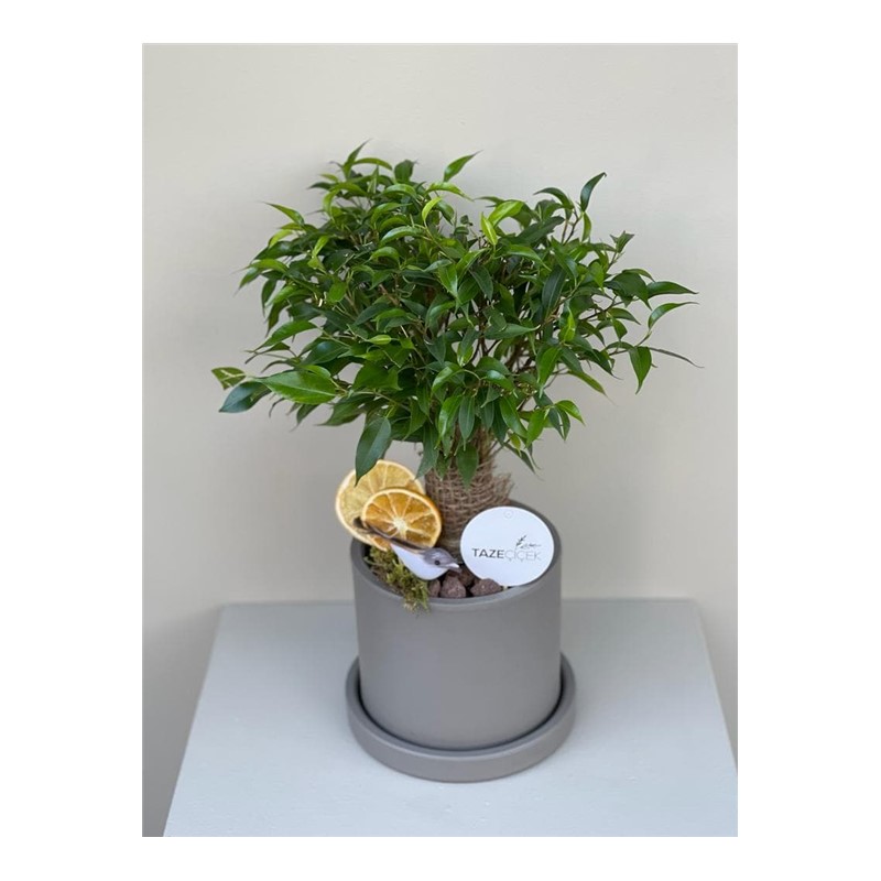 Benjamin Bonsai Bitkisi