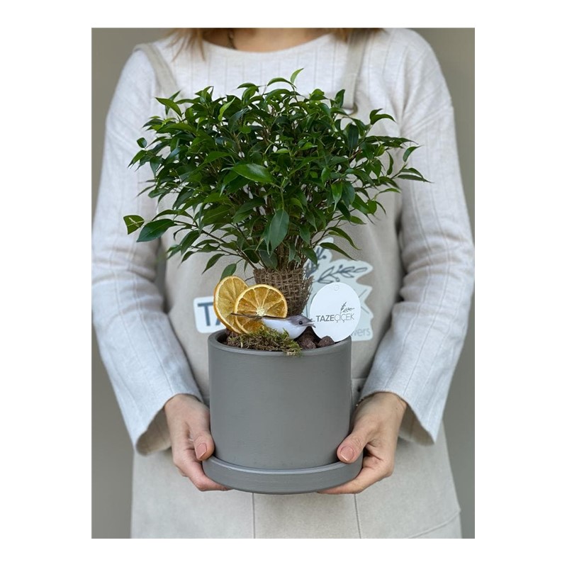Benjamin Bonsai Bitkisi