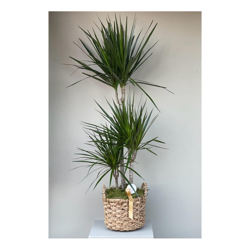 Natural Wicker Design Dracaena Marginata 3 Gövdeli | Taze Çiçek