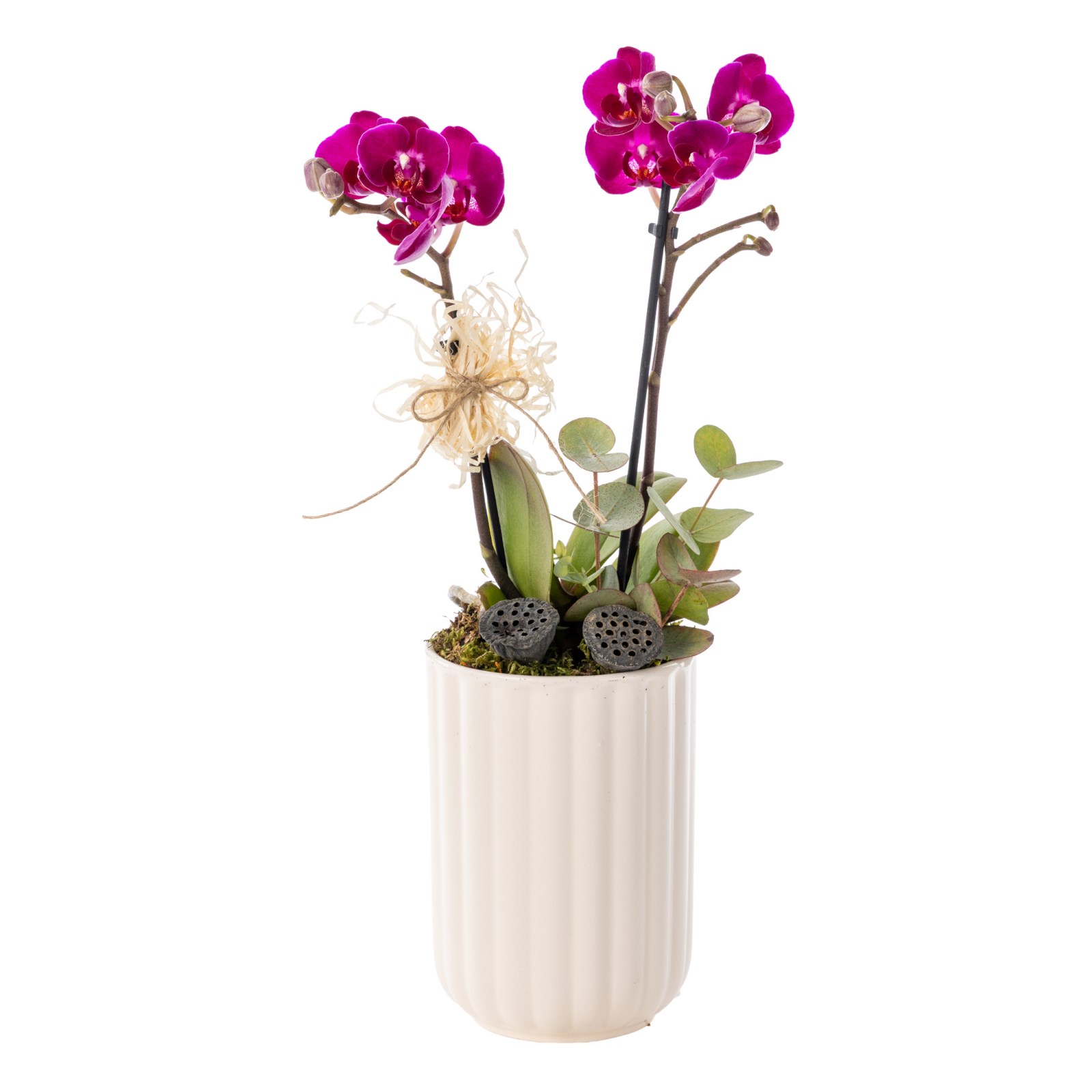 Royal Bloom Orkide I Taze Çiçek