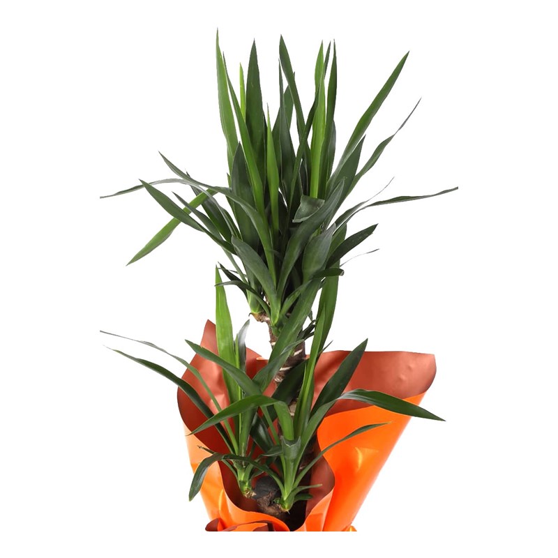 Orange Double Yucca | Taze Çiçek