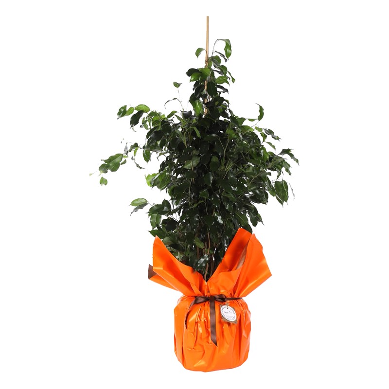 Ficus Benjamin Bitkisi | Taze Çiçek