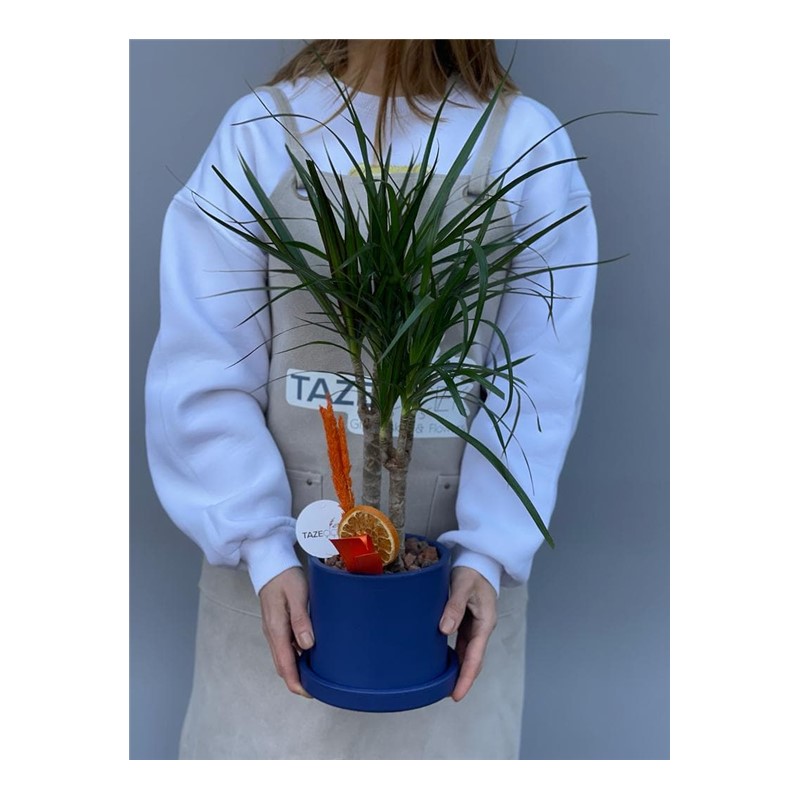 Sweet Tree Blue Dracaena Marginata | Taze Çiçek